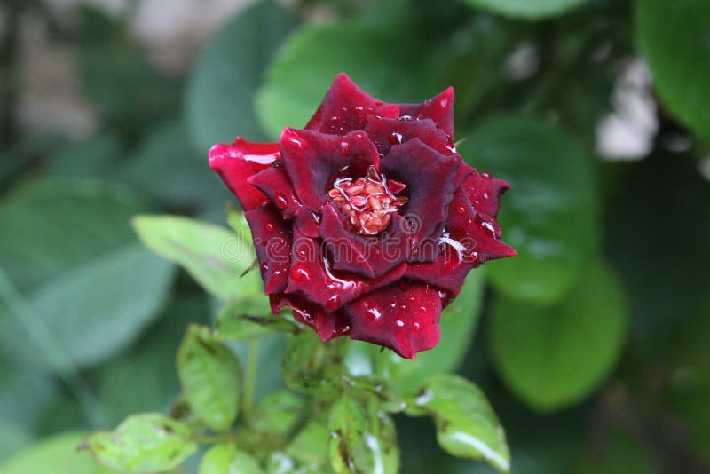 3,897 Maroon Rose Stock Photos - Free & Royalty-Free Stock Photos from ...