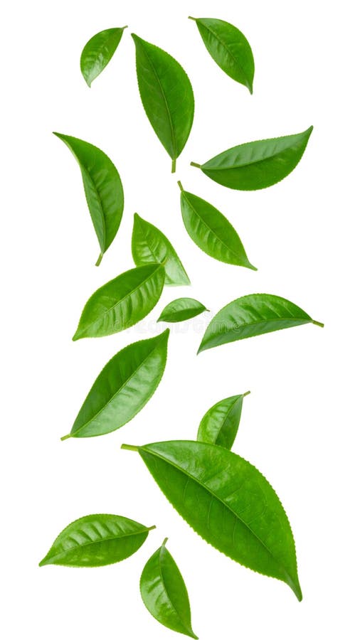 Fresh Matcha Tea Leaves Falling Transparent Background Stock Photos ...