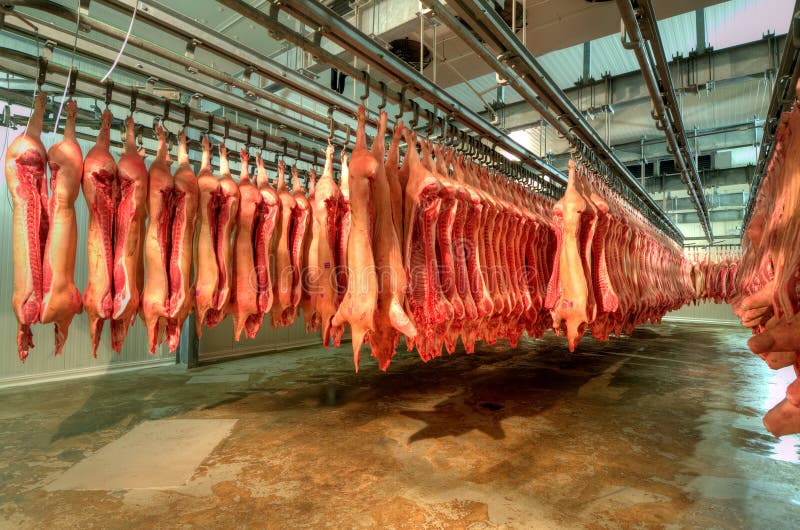 Meat factory stock photo. Image of manufacturing, room - 21335286