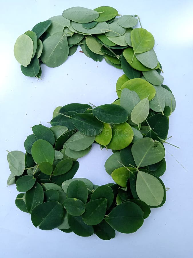 Fresh Medicinal Leaves in the Shape of Letters, According To the ...