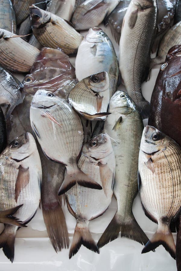 Fresh Mediterranean fish stock photo. Image of cases - 35231440