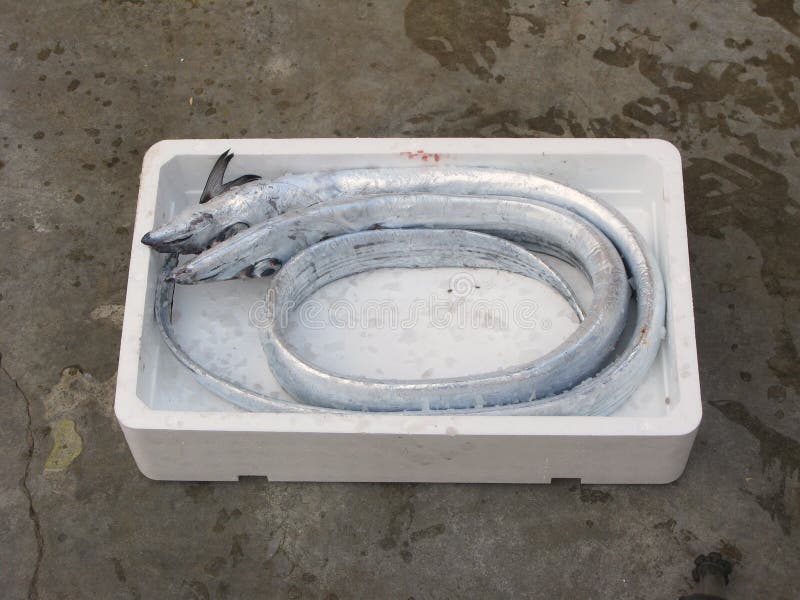 Fresh Mediterranean Silver Scabbardfish Stock Image - Image of ...