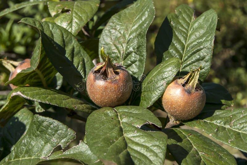 Medlar Tree stock photo. Image of medlar, ornamental - 17153302