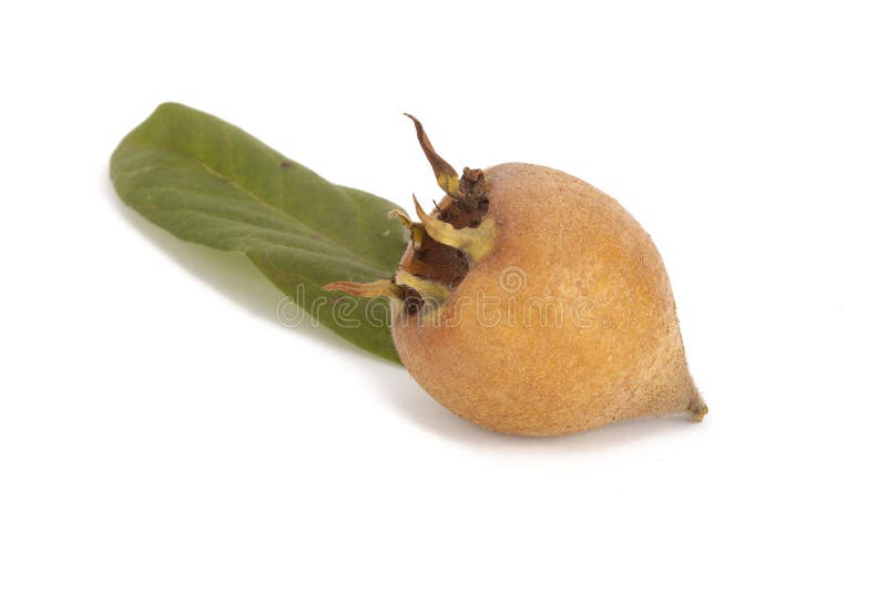 Fresh Medlar Isolated on White Stock Image - Image of medlar, fresh ...