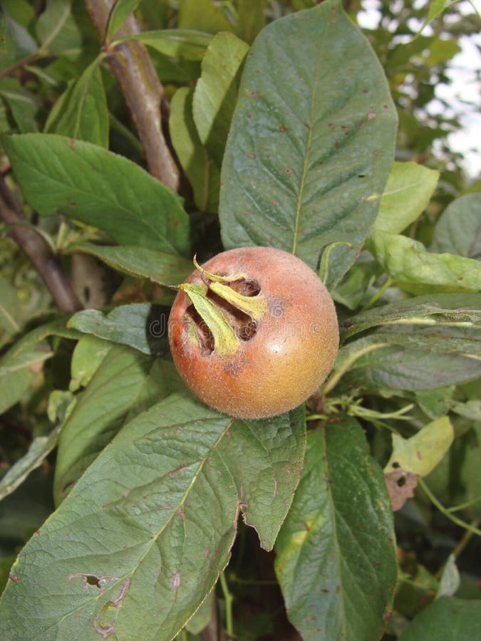 Mespilus Germanica Fresh Fruit Stock Photo - Image of botanical, botany ...