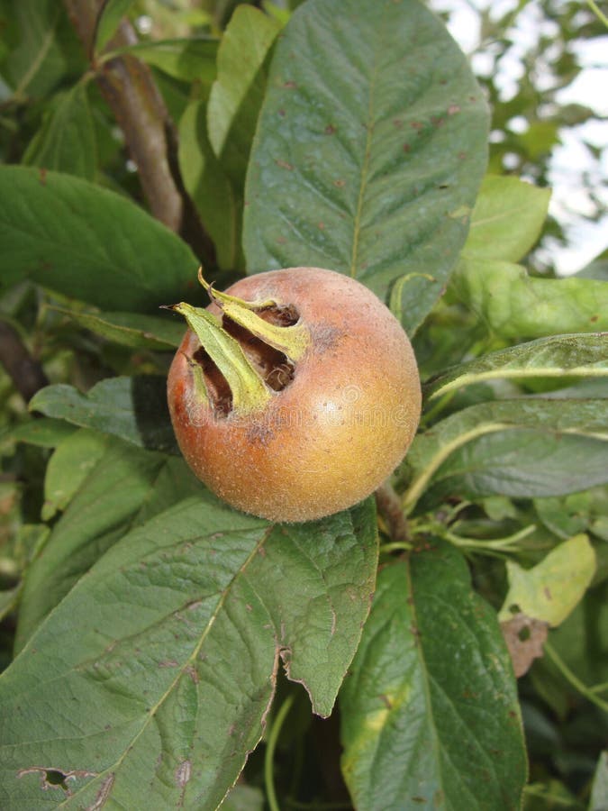 Mespilus Germanica Tree in Bloom Stock Photo - Image of leaf, nature ...