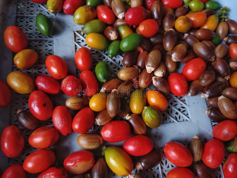 Fresh Melinjo Seeds, As an Ingredient for Making Chips Stock Photo ...