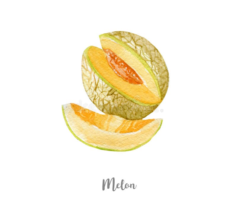 Fresh Melon Illustration. Hand Drawn Watercolor on White Background ...