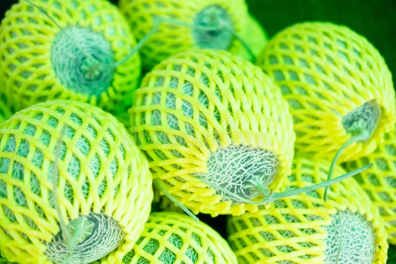 Fresh of Melon in Yellow Supported Net for Protection Stock Image ...