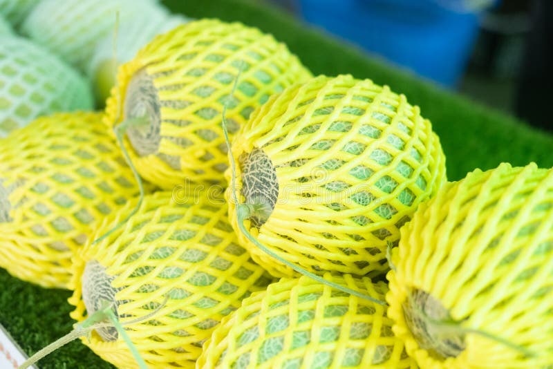 Fresh of Melon in Yellow Supported Net for Protection Stock Photo ...