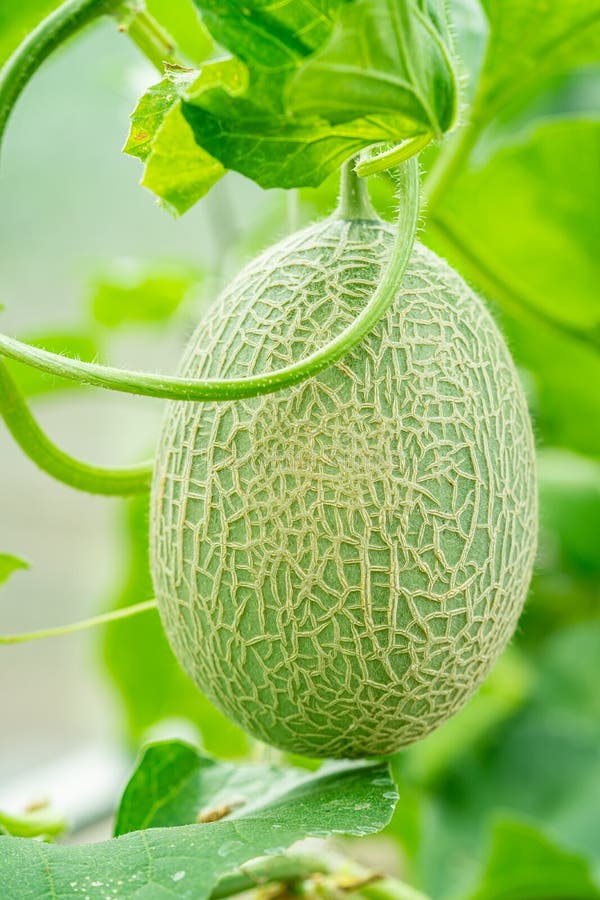Fresh melons plants stock image. Image of greenhouse - 258123545