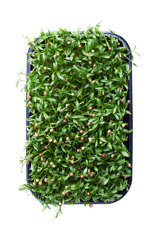 Fresh Micro Greens in a Plastic Box Stock Photo - Image of microgreen ...