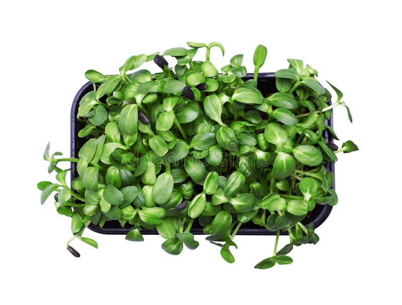 Fresh Micro Greens in a Plastic Box Stock Image - Image of green ...