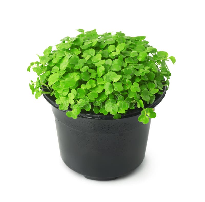 Fresh Microgreen in Black Plastic Pot Stock Photo - Image of vegan ...