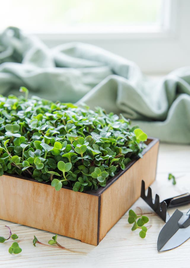 Fresh Microgreens in the Box Stock Image - Image of gardening, growing ...