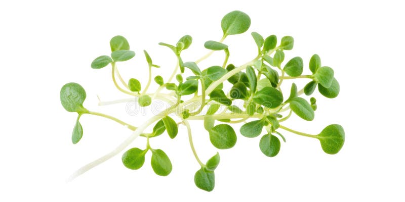Fresh Microgreens Cluster Isolated on Transparent Background Stock ...