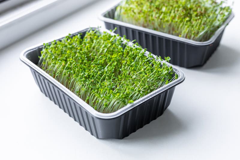 Fresh Microgreens. Container of Freshly Sprouted Microgreens. Container ...