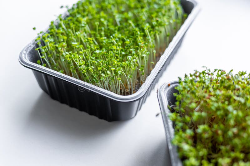Fresh Microgreens. Container of Freshly Sprouted Microgreens. Container ...