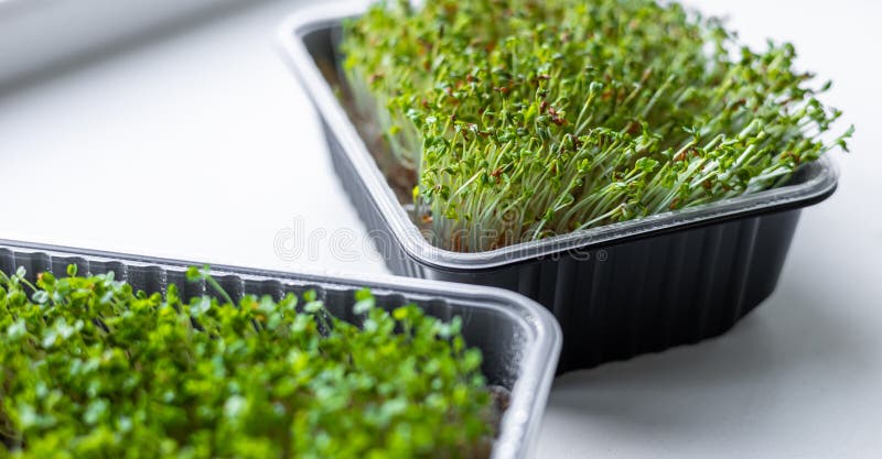 Fresh Microgreens. Container of Freshly Sprouted Microgreens. Container ...
