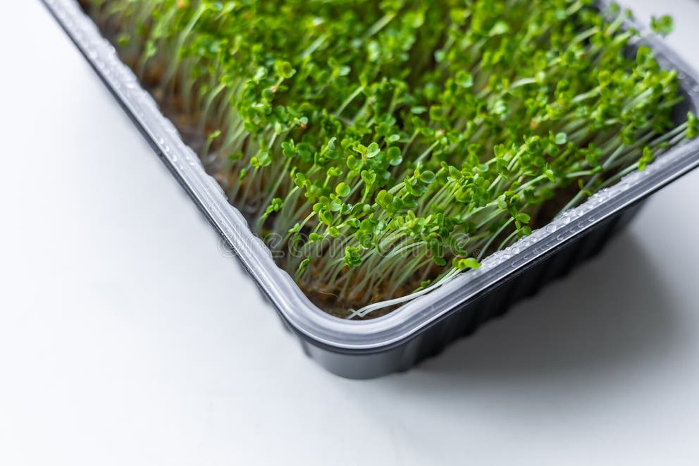 Fresh Microgreens. Container of Freshly Sprouted Microgreens. Container ...