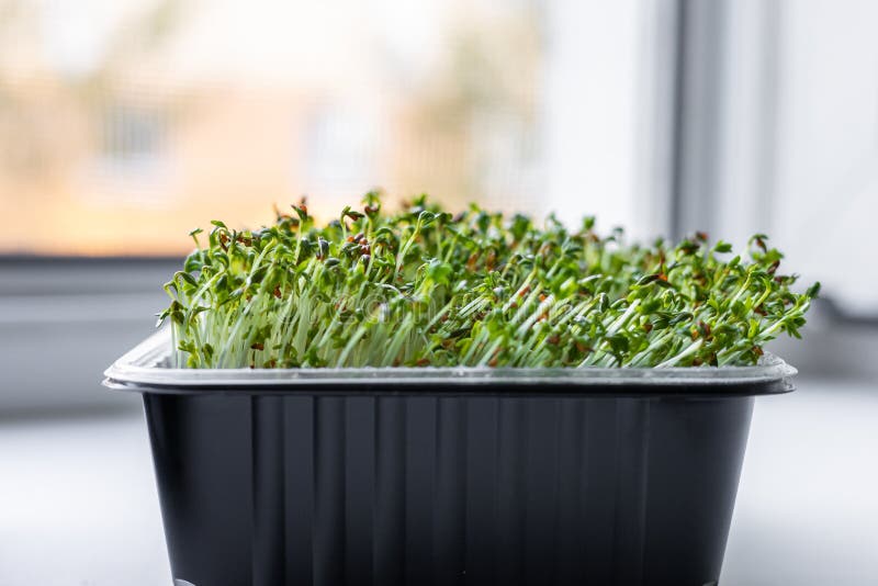 Fresh Microgreens. Container of Freshly Sprouted Microgreens. Container ...
