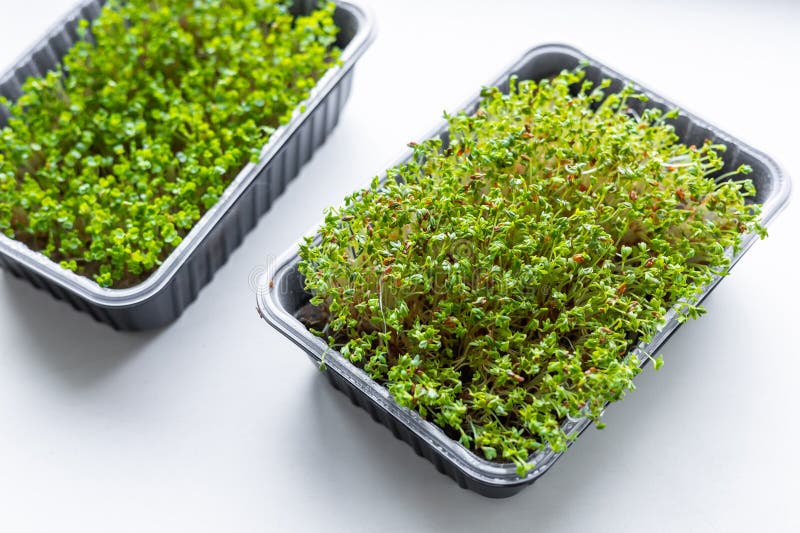 Fresh Microgreens. Container of Freshly Sprouted Microgreens. Container ...