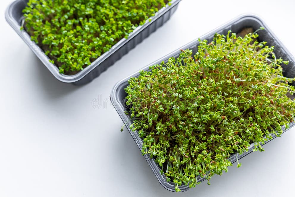 Fresh Microgreens. Container of Freshly Sprouted Microgreens. Container ...