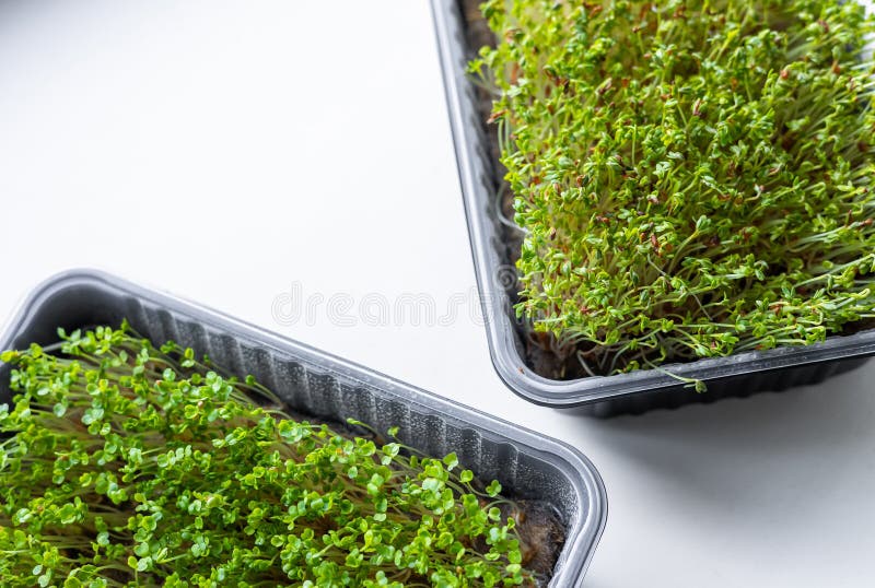 Fresh Microgreens. Container of Freshly Sprouted Microgreens. Container ...