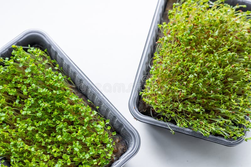 Fresh Microgreens. Container of Freshly Sprouted Microgreens. Container ...