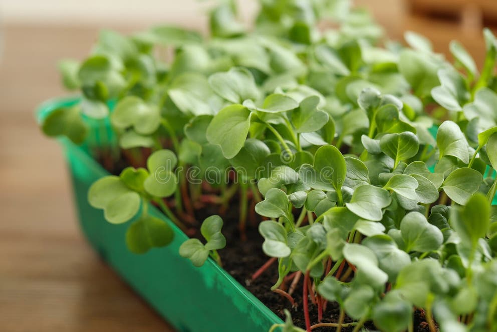 Fresh Microgreens Growing in Plastic Container with Soil on Table ...