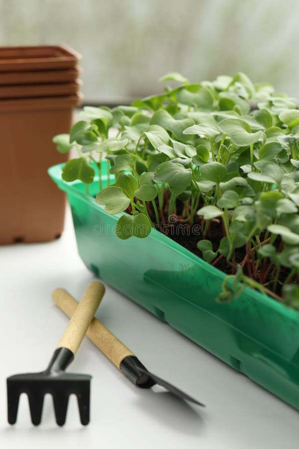 Fresh Microgreens Growing in Plastic Containers with Soil and Gardening ...