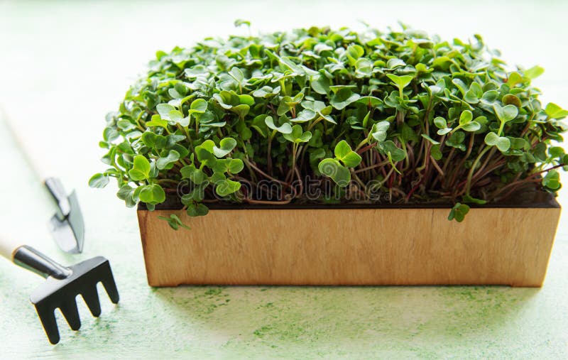 Fresh Microgreens in the Box Stock Photo - Image of antioxidant, leaf ...
