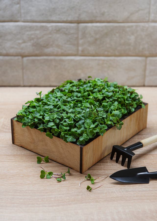 Fresh Microgreens in the Box Stock Photo - Image of fresh, eating ...
