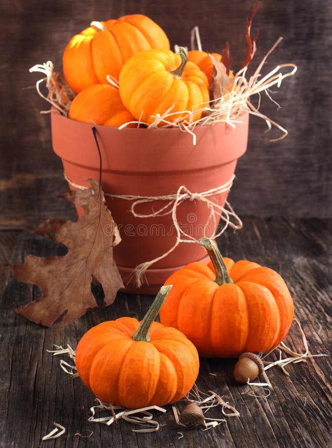 Fresh Miniature Pumpkins in the Pot. Stock Photo - Image of rural ...
