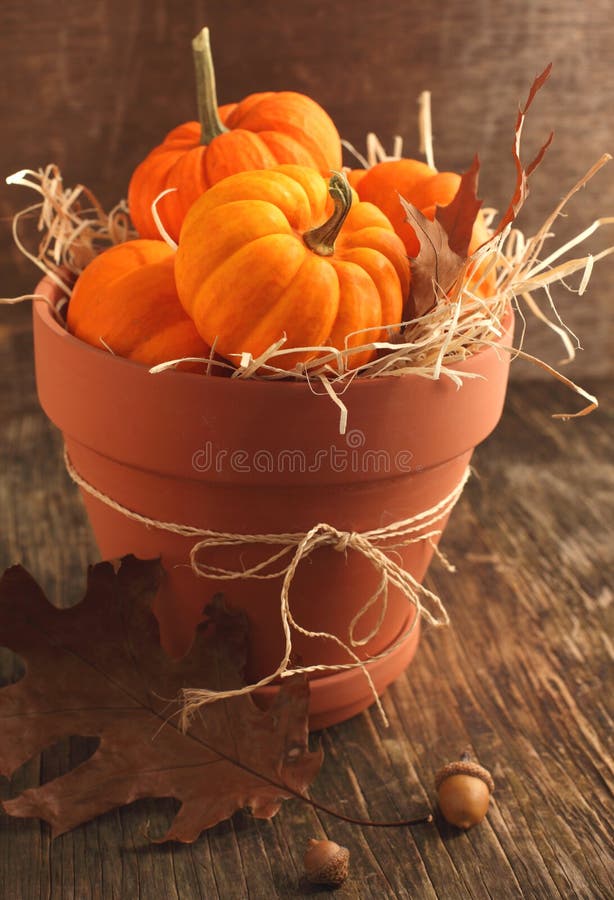 Fresh Miniature Pumpkins in the Pot. Stock Photo - Image of rustic ...
