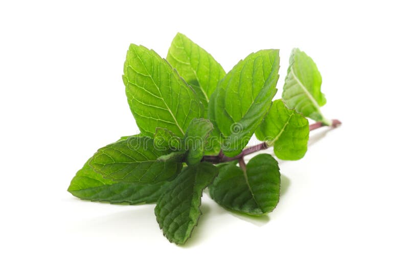 Sprig of mint leaves stock image. Image of background - 8451911