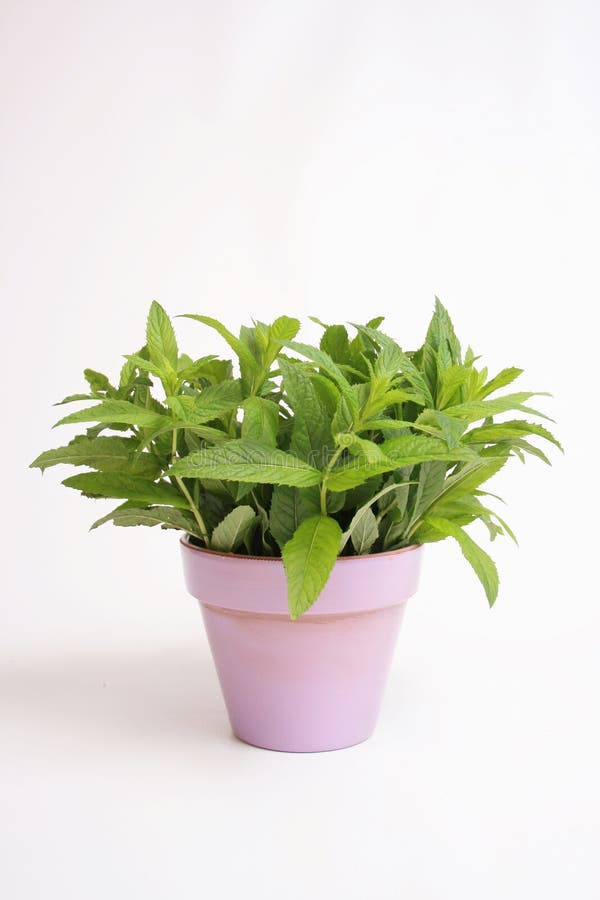 Fresh mint stock image. Image of herbal, flavour, aroma - 10646285