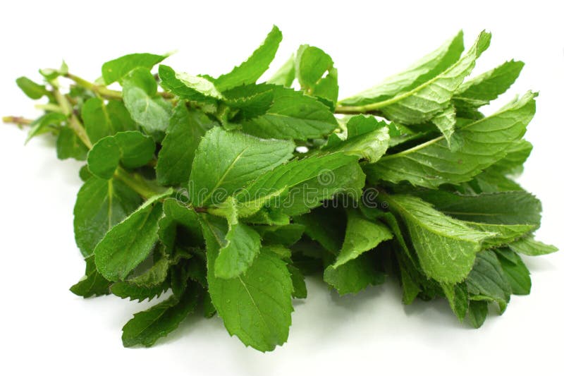 Fresh Mint stock image. Image of branch, natural, organic - 12918179