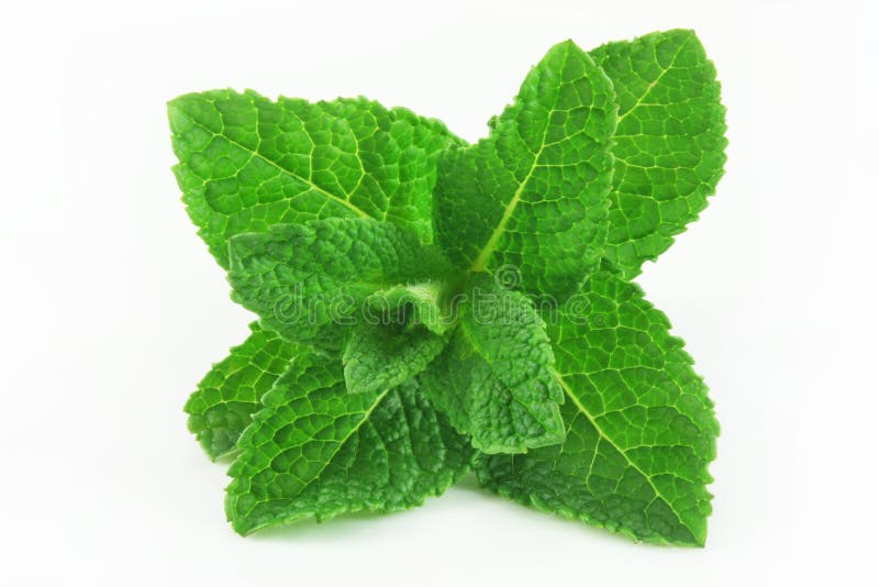 Fresh mint stock image. Image of dietary, ginger, amazon - 14293249