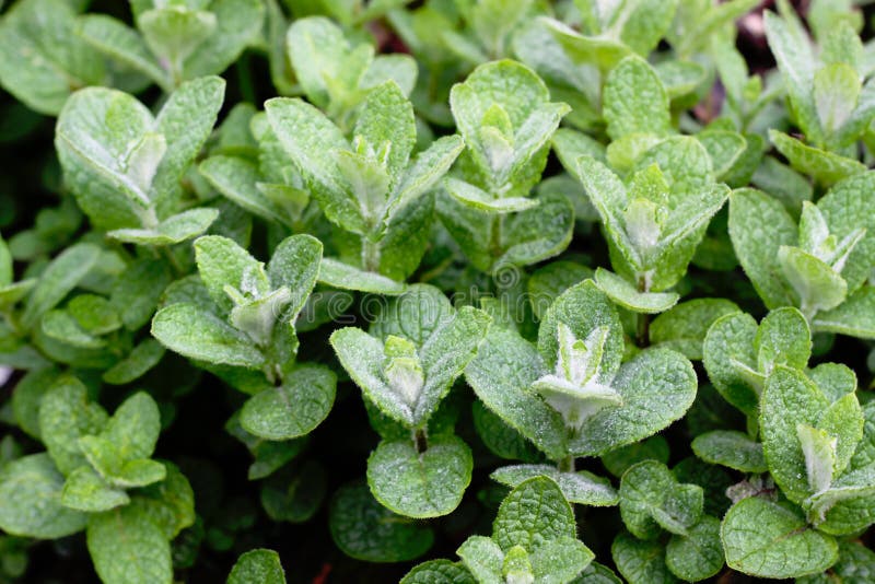 Fresh mint stock photo. Image of macro, mint, natural - 14540818