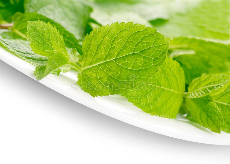 Fresh mint stock image. Image of mint, herb, aromatic - 16224273