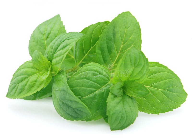 Fresh mint stock image. Image of closeup, ingredient - 16280617