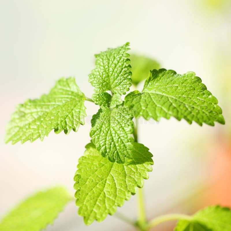 Fresh mint stock image. Image of botany, natural, healthy - 5393881