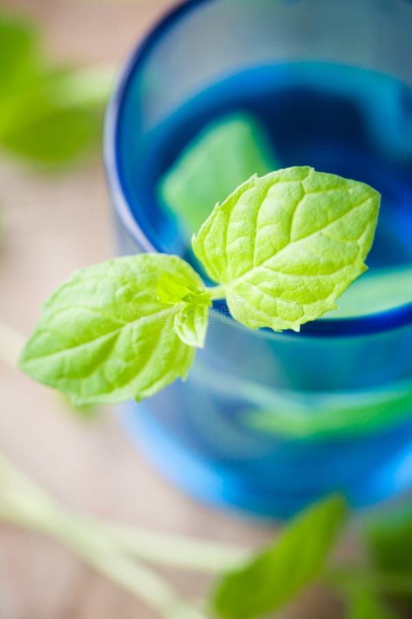 Fresh mint stock image. Image of peppermint, glass, drink - 18270221