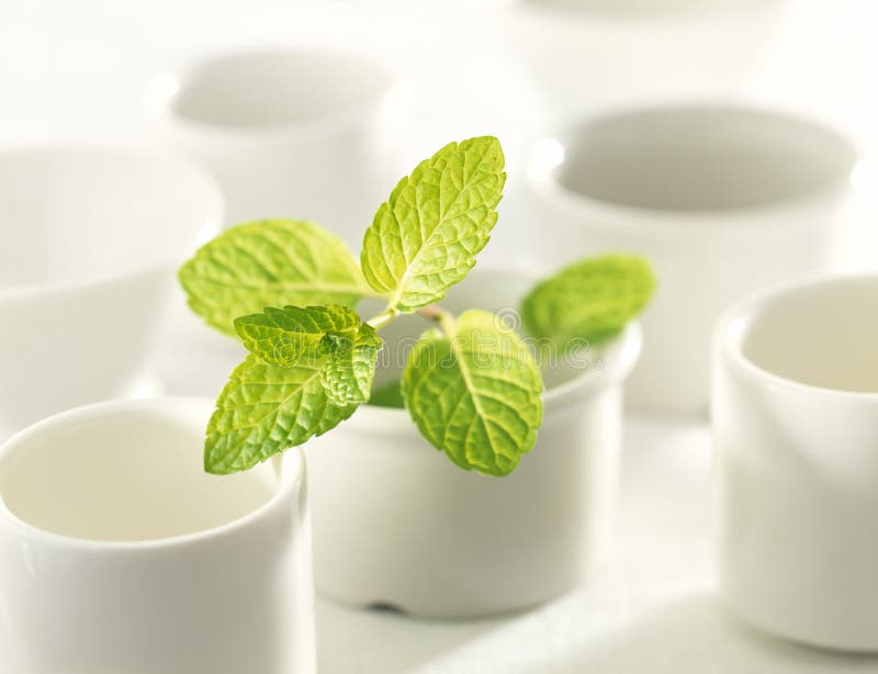 Fresh mint stock image. Image of ingredient, sprig, mint - 23703217