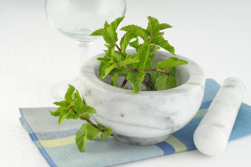 Fresh Mint stock photo. Image of herb, mint, fragrant - 6050306