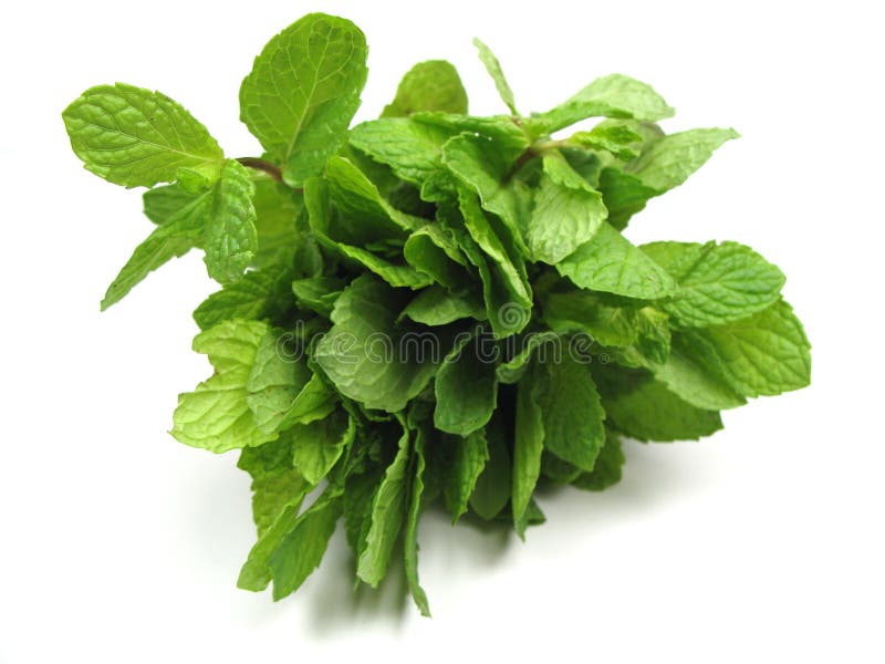 Fresh mint stock image. Image of spices, flavor, healthy - 6755083