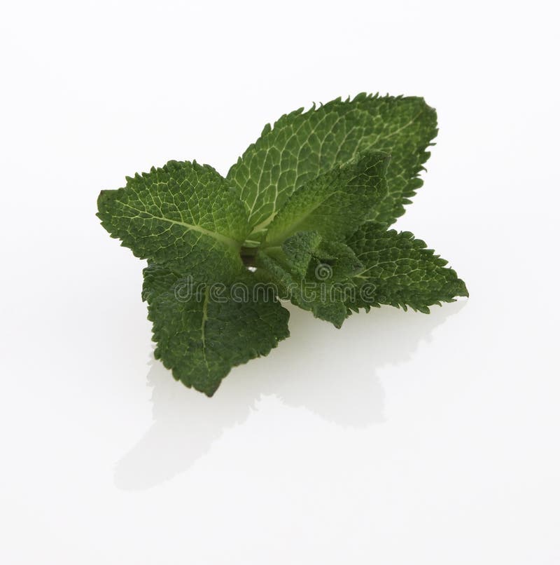 Mint stock image. Image of food, twig, peppermint, spice - 14310647