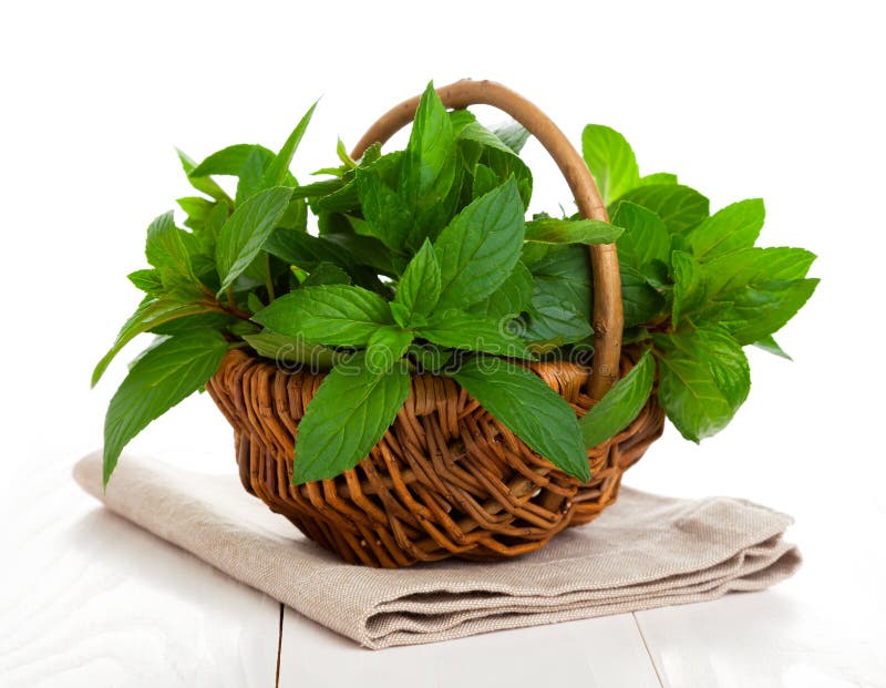 Fresh mint stock photo. Image of fragrant, aromatic, green - 27924584