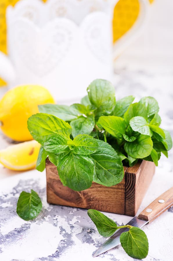 Fresh mint stock image. Image of herbal, juicy, flora - 50331413
